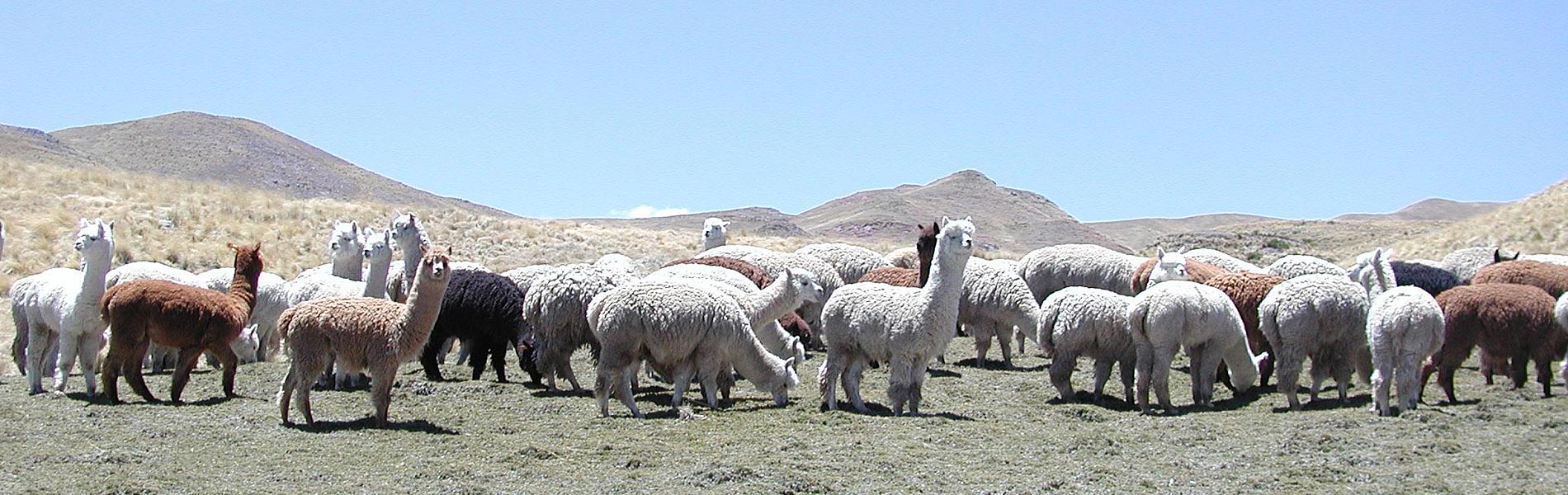 Alpaca Gallery - Alpacas by the Sea