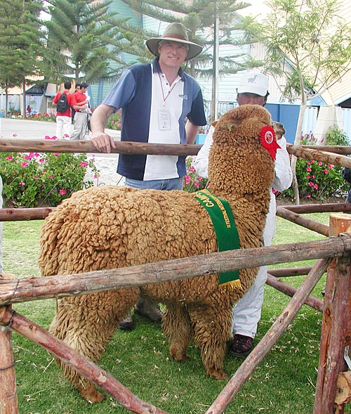 Alpaca Workshops - Alpacas by the Sea
