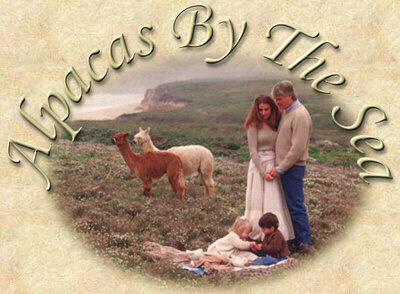 Alpacas by the Sea - Alpacas by the Sea