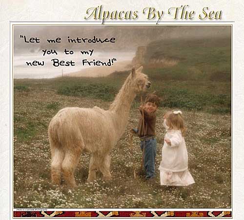 Alpaca Herdsire Services - Alpacas by the Sea